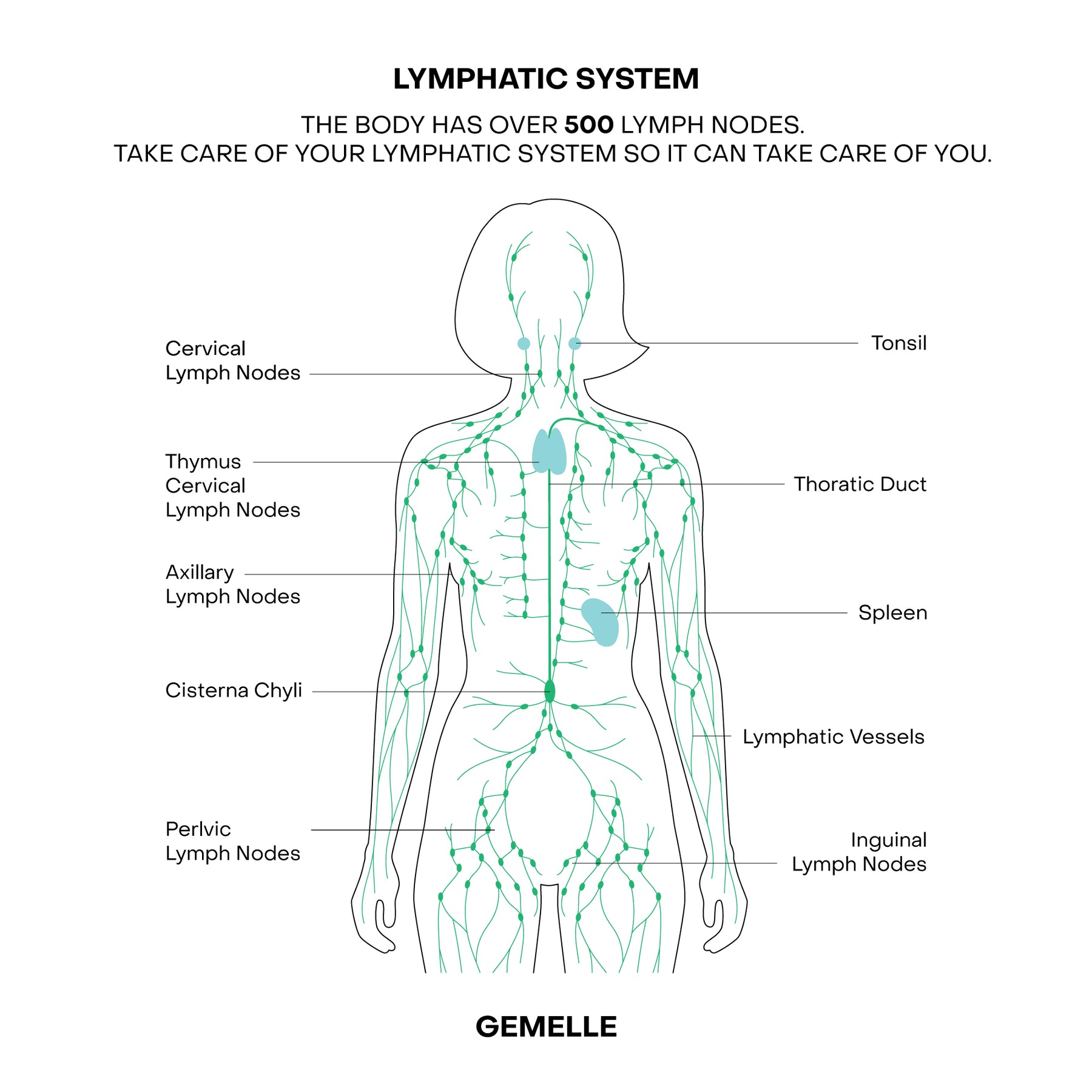 Lymphatic Breast Massage Oil – Gemelle